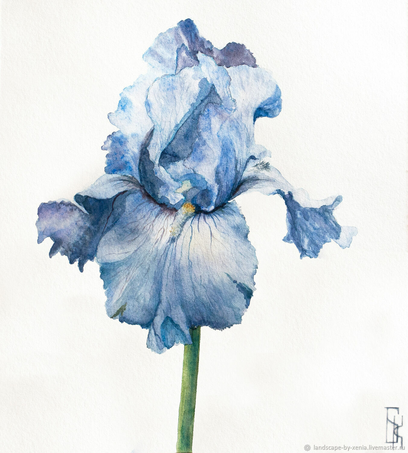 Картины: Картина ирис акварель, ботаническая иллюстрация в интернет ...