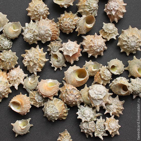 Ракушки Astrea Calcar, 10 шт в интернет-магазине на Ярмарке Мастеров ...