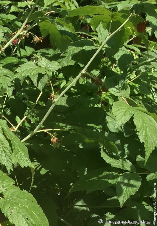 Малина лист ферментированный в интернет-магазине на Ярмарке Мастеров ...