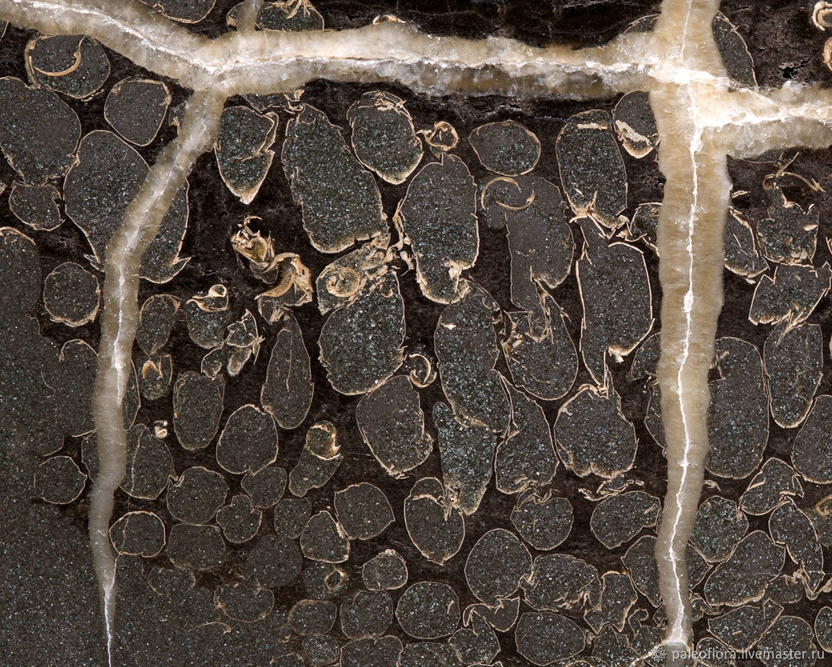 Окаменелое дерево в септарии купить в интернет-магазине Ярмарка ...