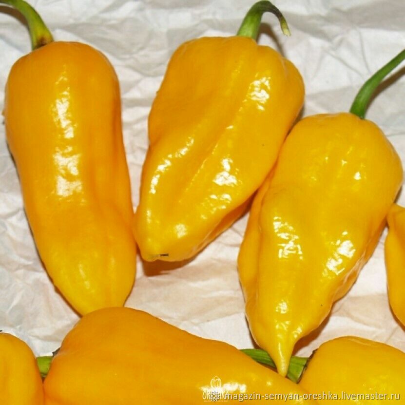 Перец острый Raja Mirch yellow семена 5 шт в интернет-магазине на ...