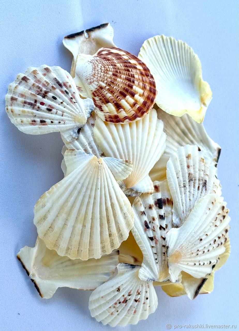 Пектен радула (набор 15 ракушек) в интернет-магазине на Ярмарке ...