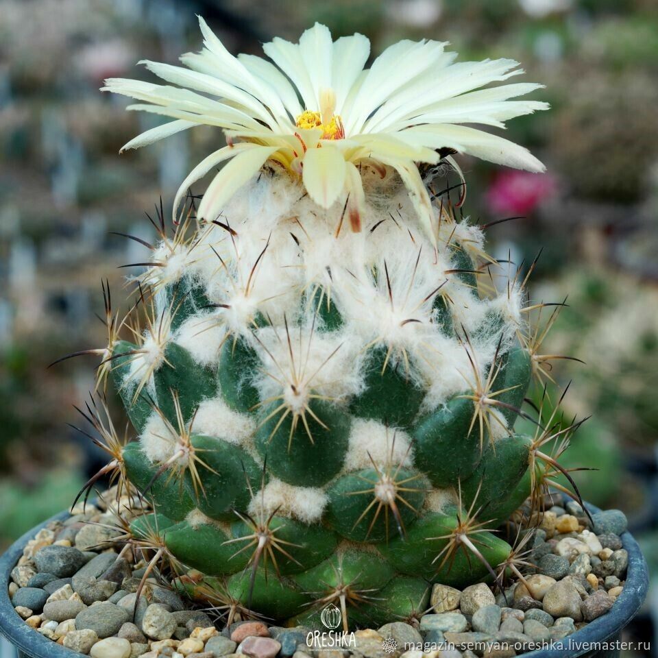 Суккулент Кактус Coryphantha calipensis SB-1390 семена 10 ШТ купить в ...
