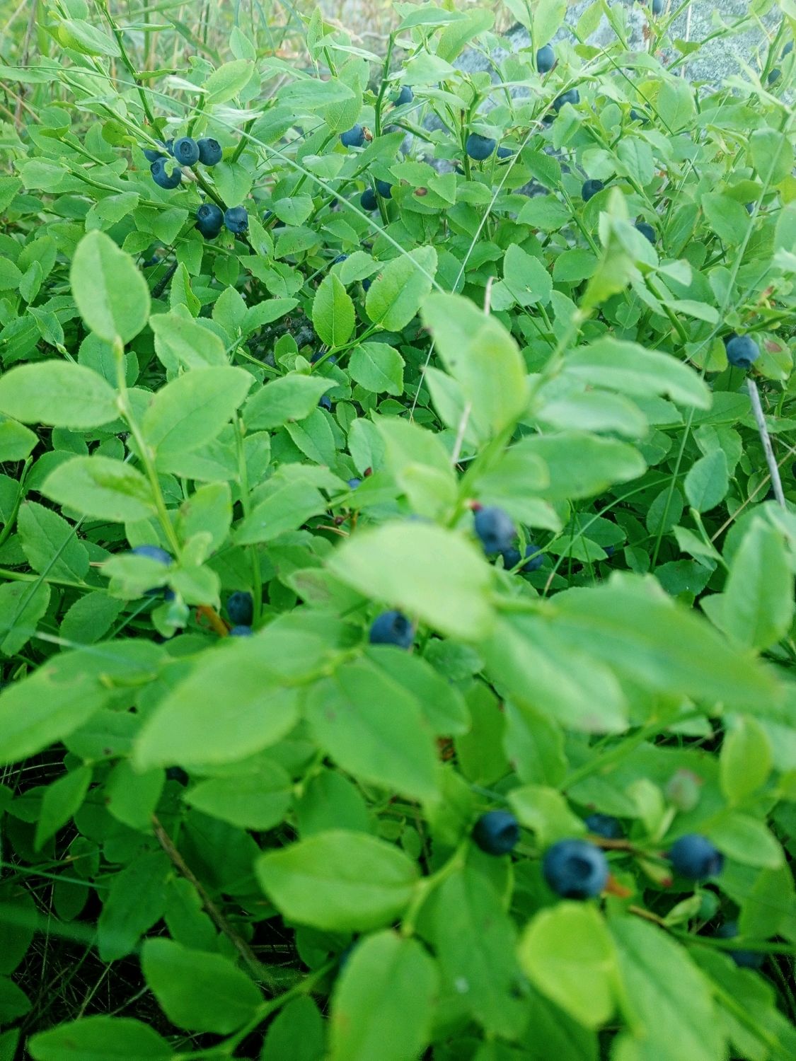 Травяной сбор " Добро Карелии "100 гр в интернет-магазине Ярмарка ...