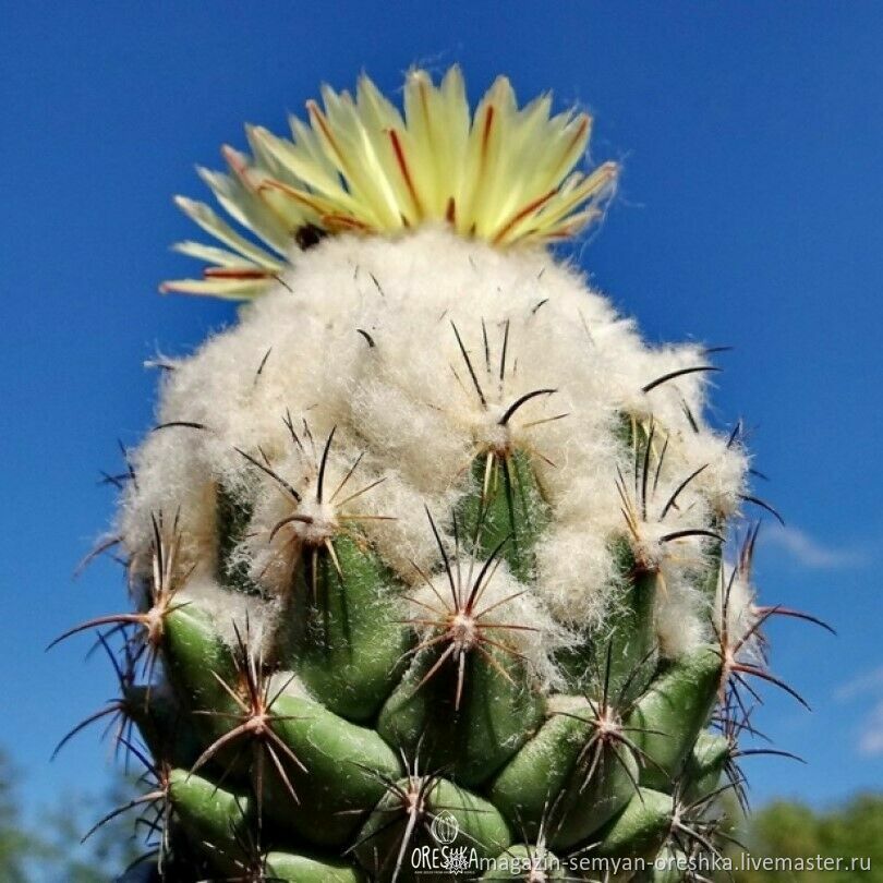 Суккулент Кактус Coryphantha calipensis SB-1390 семена 10 ШТ купить в ...