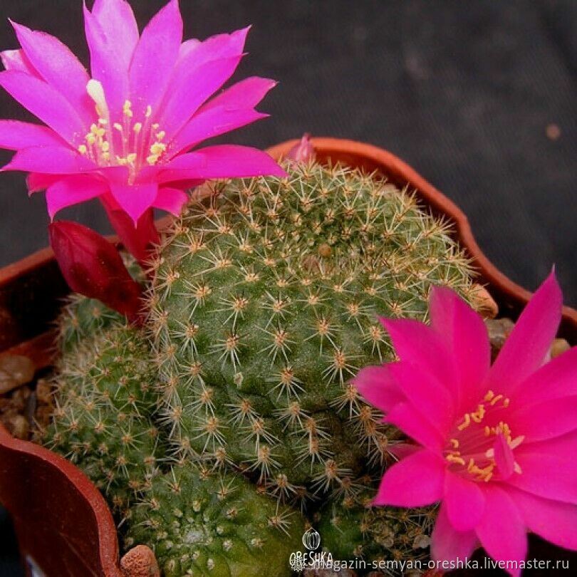 Суккулент Кактус Rebutia violaciflora семена 10 ШТ – купить на Ярмарке ...