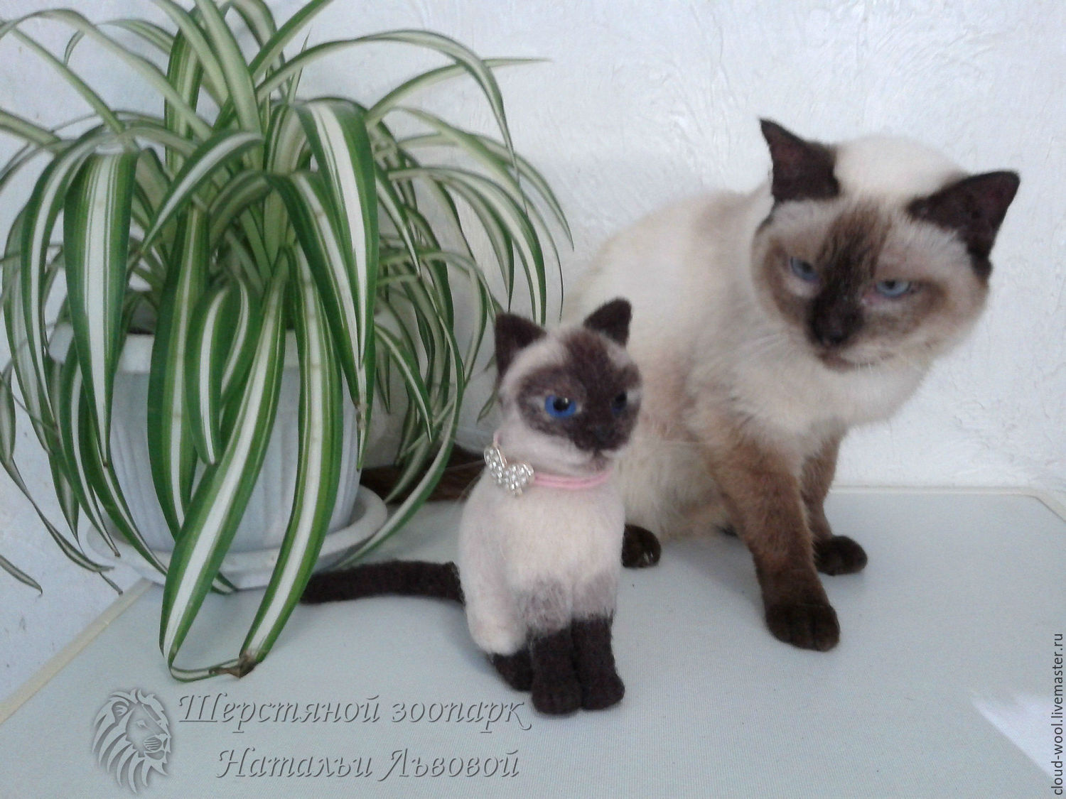 Portrait of SIMA cat, kitten, kitty, cat – miniature wool / Cat – shop ...