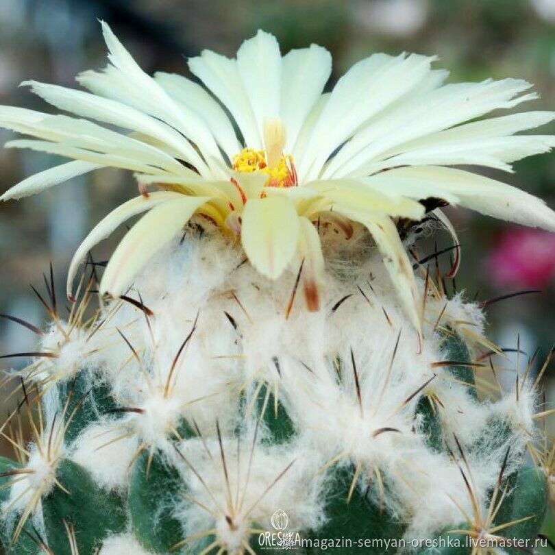 Суккулент Кактус Coryphantha calipensis SB-1390 семена 10 ШТ купить в ...