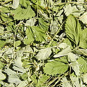 Монарда лимонная (цитрусовая, лимоннопахнущая, бергамотн.).Цена за 1г ...